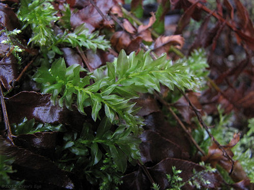 365 Caws: Badge Moss, Plagiomnium Insigne