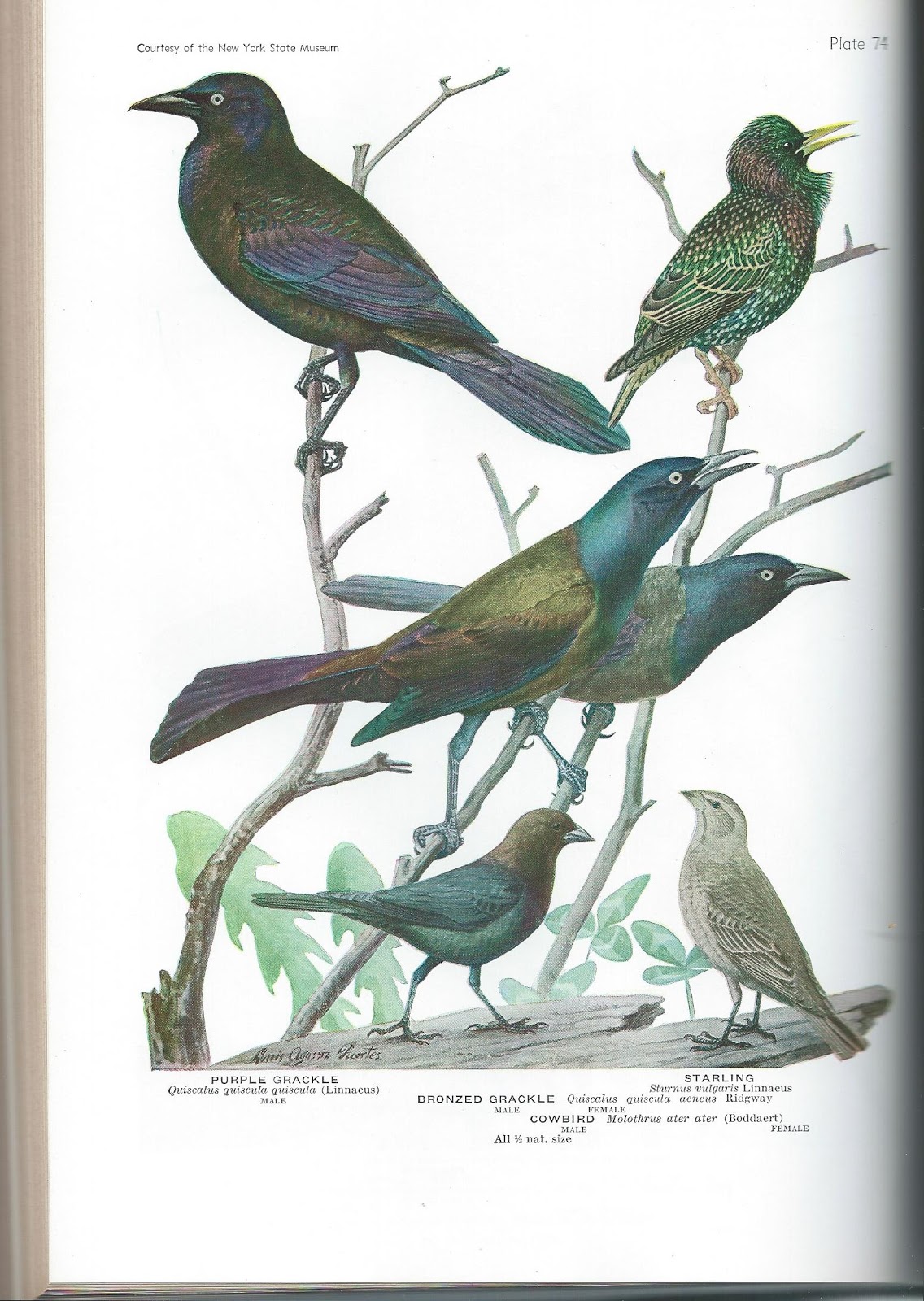 Miss Phoebe's Perch: Reminder of 100th post giveaway, and some lovely ...