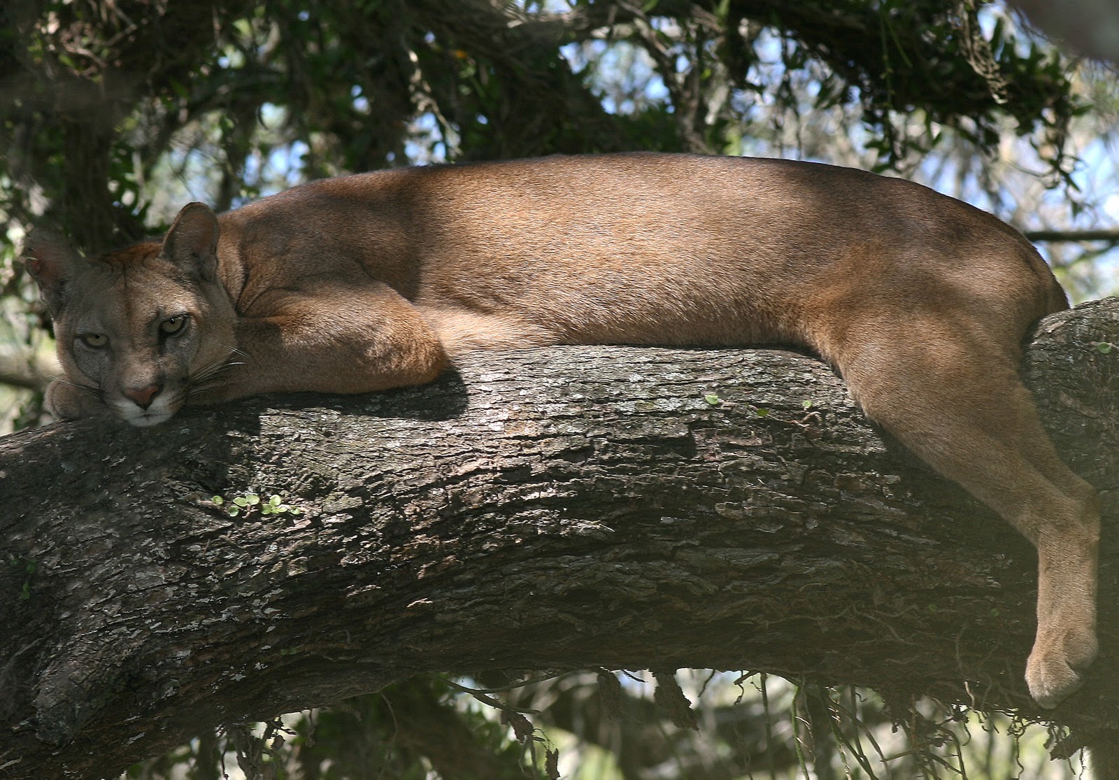 Documental por La Fidelidad