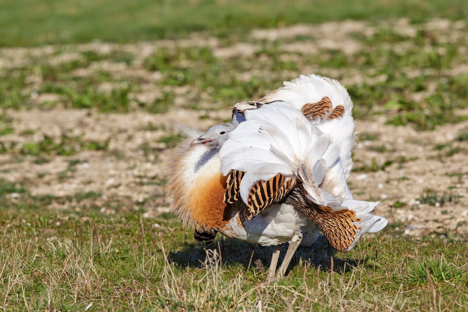 Zoo News Digest: A new phase for the Great Bustard Reintroduction