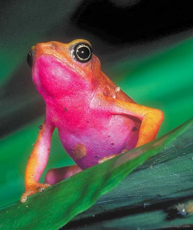 Imagenes de sapos y ranas: Imagen Sapos y ranas: rana colores rosa y ...