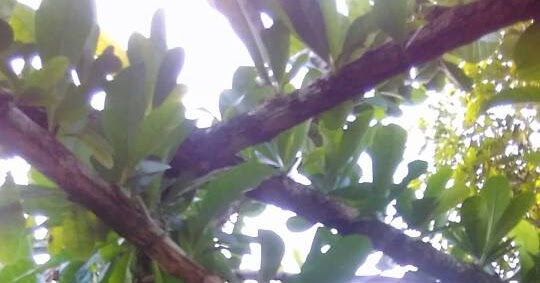 Wacanaku: Labu Kayu | Buah Maja | Khasiat dan Kegunaan