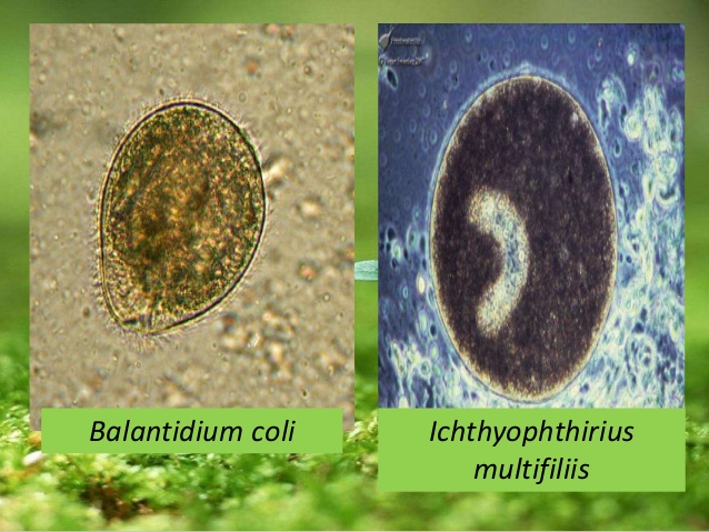 Penyuluh Perikanan Kabupaten Bangka Selatan: Mengenal Penyakit White ...