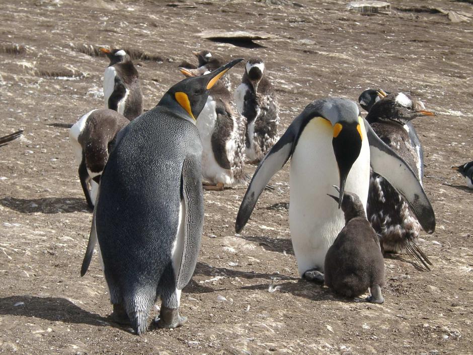 Gentoo Penguin The Biggest Animals Kingdom gentoo-penguin-the-biggest-animals-kingdom