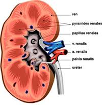 Kidney Disease Treatment and Diet: What does it Mean When you Have High ...
