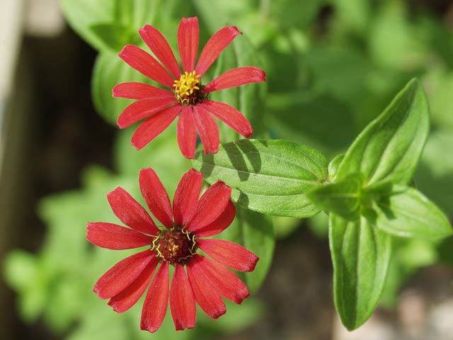 College of Flowers: March 2013