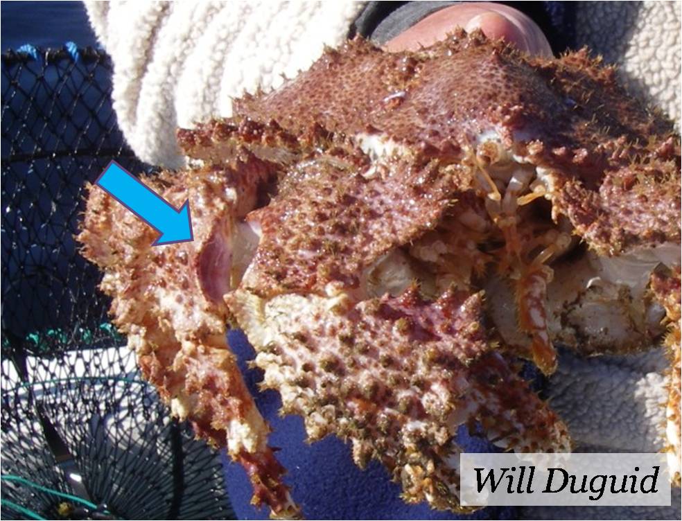 Snow Crab Love: It's my crab in a box!