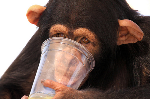 Lumea Animalelor: Maimuta