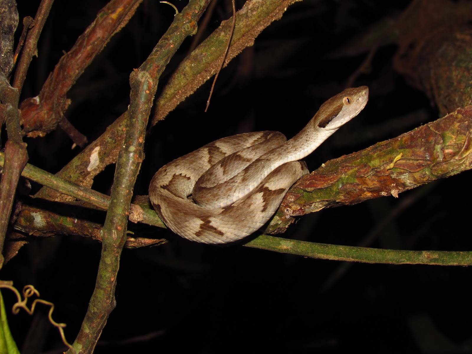 Species New to Science: [Herpetology • 2016] Bothrops sazimai • Another ...
