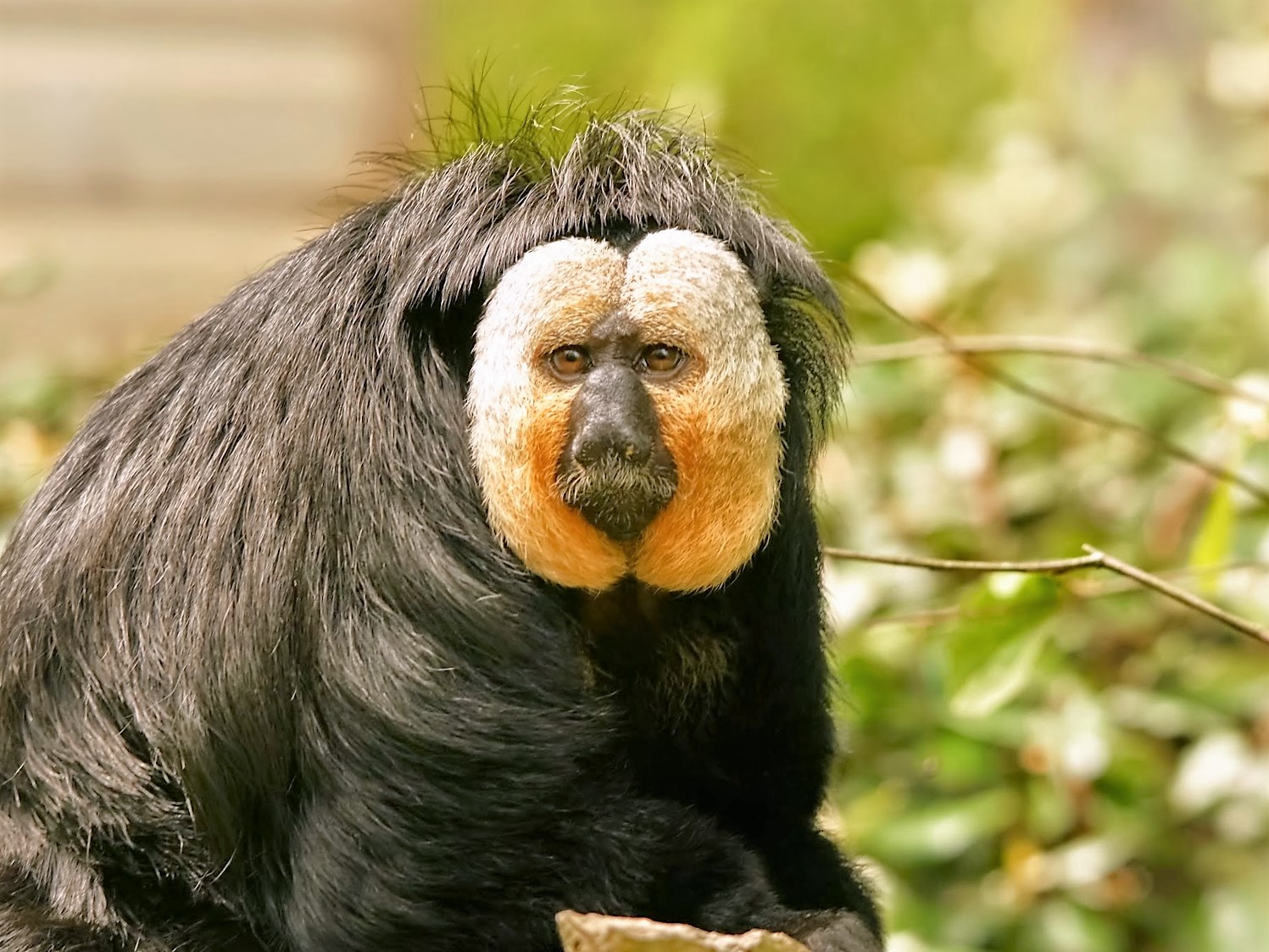 Fieggentrio: Bizarre, gekke, vreemde en bijzondere dieren.