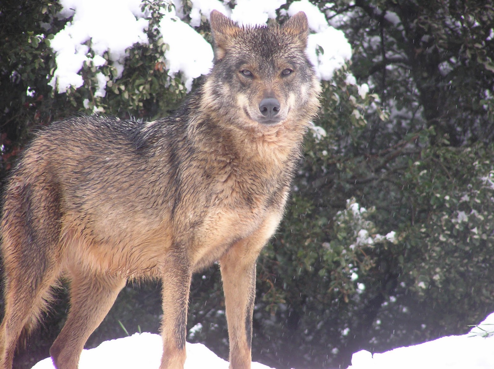 Noticias de Riópar: 16/04/2014.- Las Jornadas sobre el Lobo Ibérico en ...