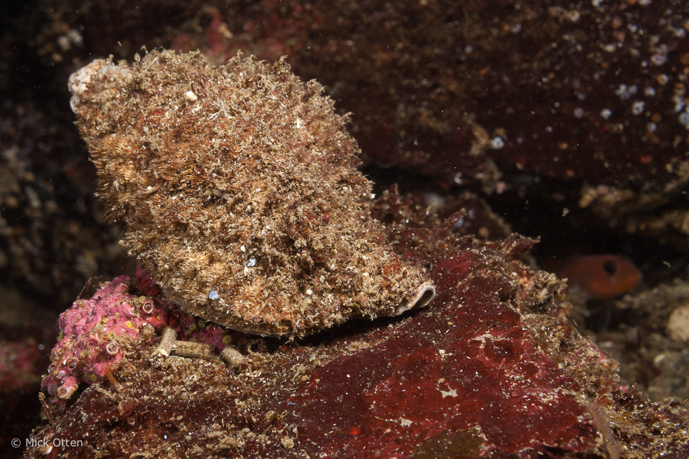 Mick's marine biology: May 2014