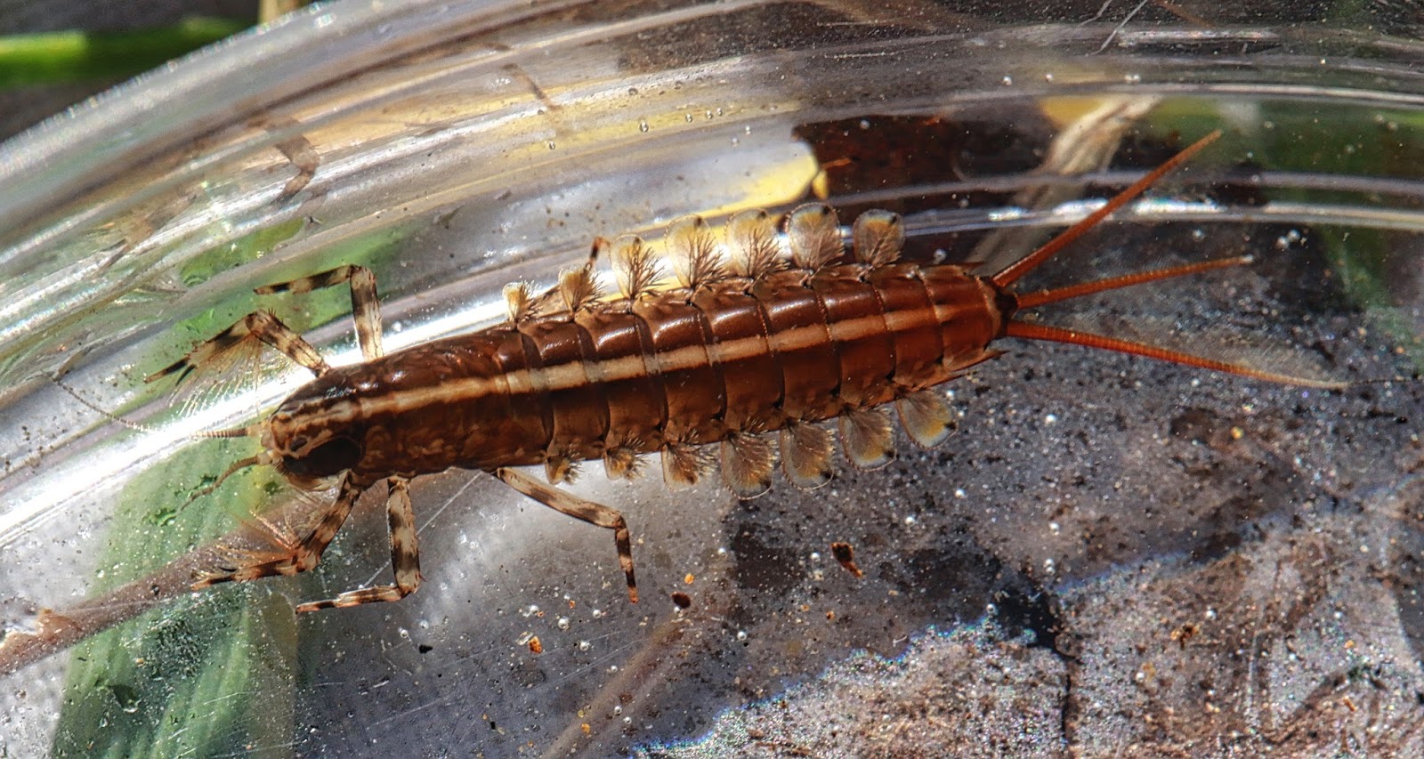 Aquatic Insects of Central Virginia: 2017