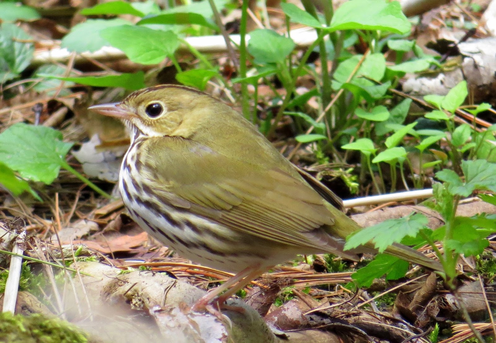 Waterloo Region Nature Field Trip to Thickson's Woods, Whitby, ON ...