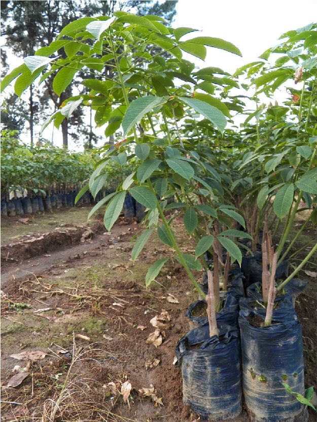 ventas de plantas de café y hule