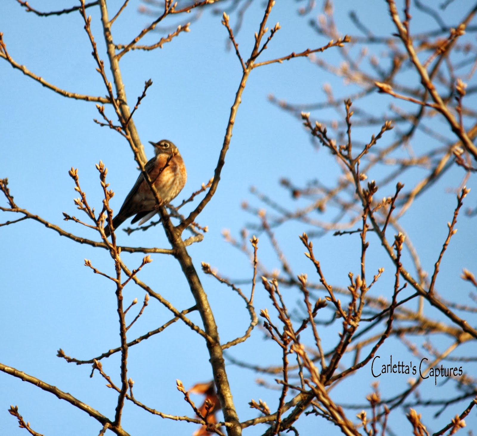 Round The Bend: Tale of the Lost Robin