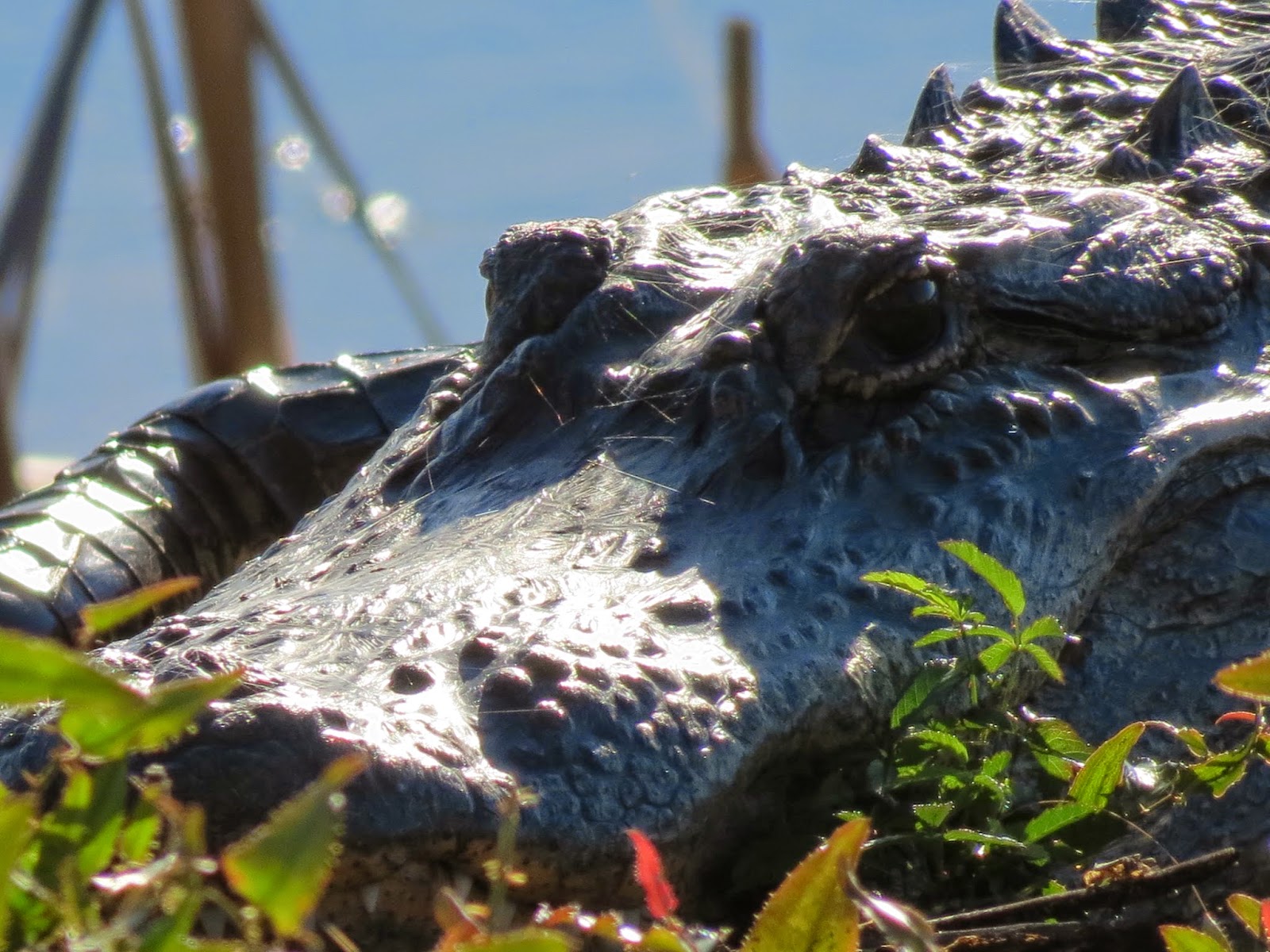Our Nature: BIG Bull Gator