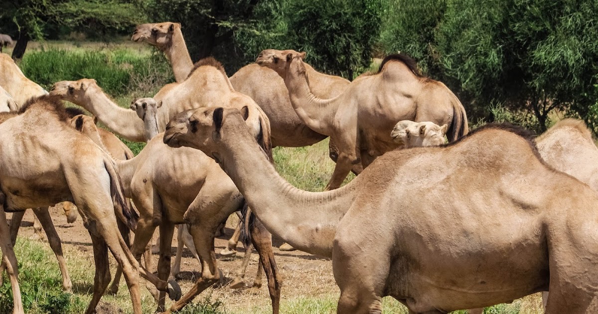 Cannundrums: Camel Hump Fat