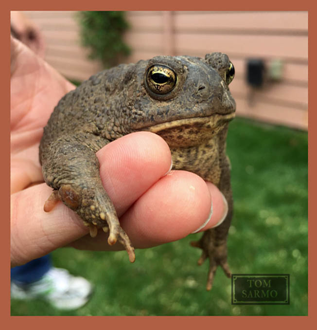 Tom Sarmo: The Cranky Bird Studio: I Like Blobs: Part 2