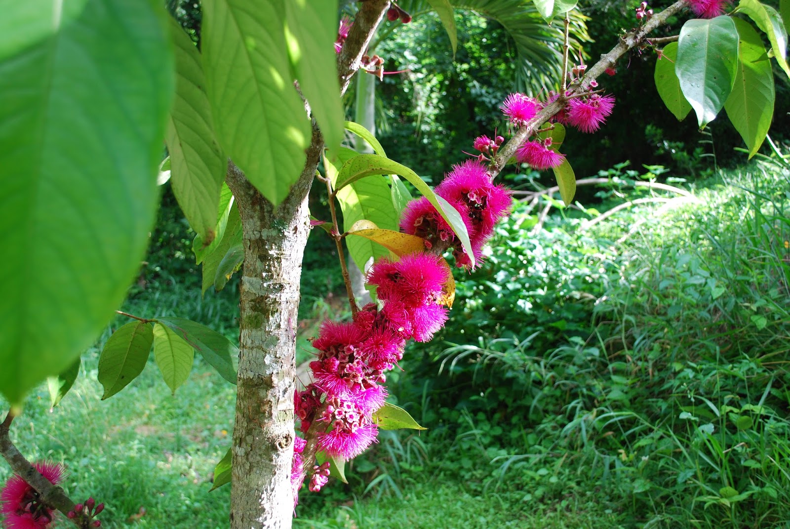 Humboldtina - Venezuela: Wasserapfel - Pomalaca, Pomagás - Syzygium ...