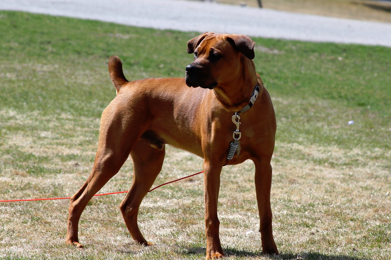 Diesel- The Boxweiler: March 2013