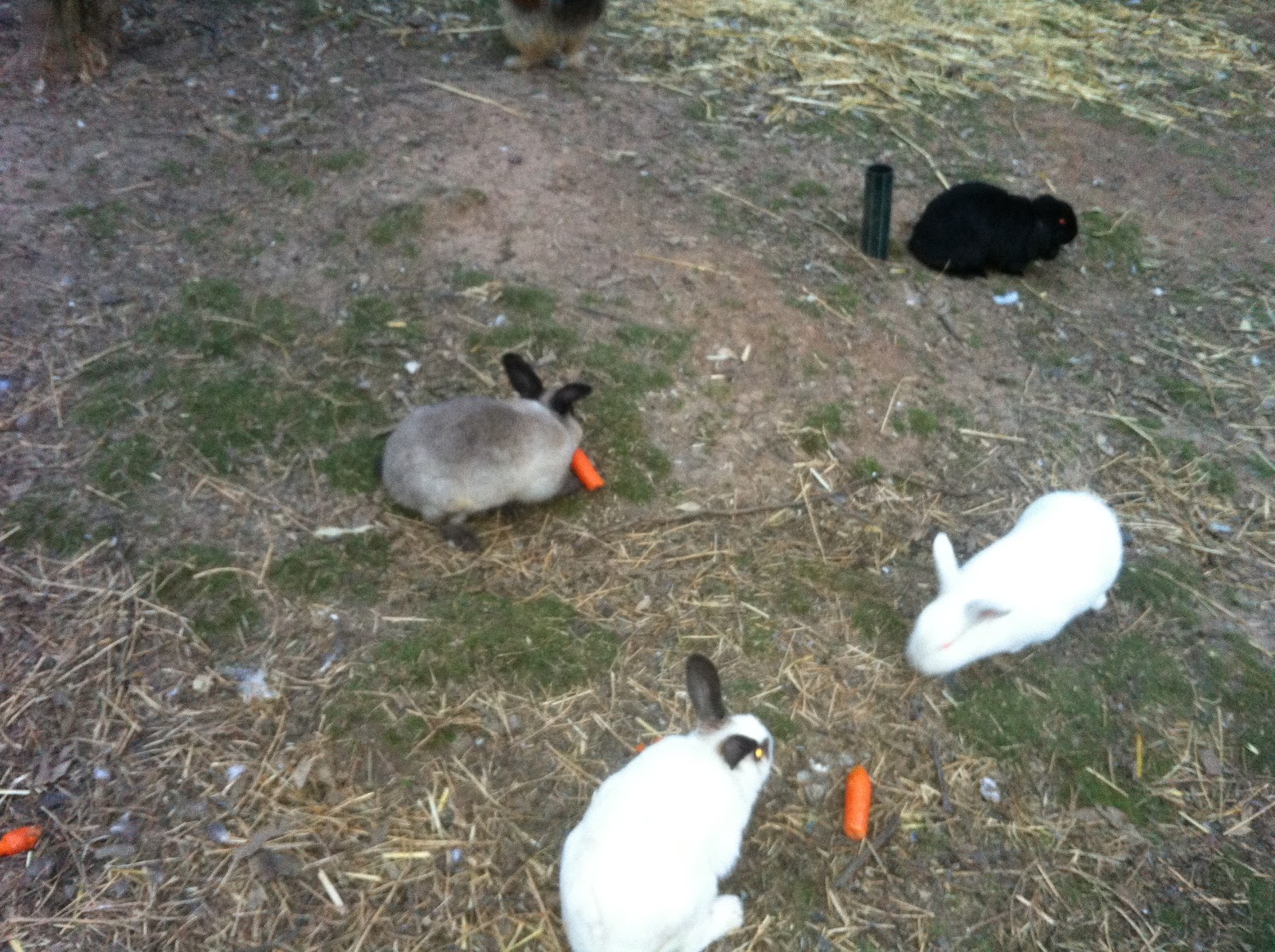 What is Rabbit Adoption? | Rabbit Rescue Sanctuary