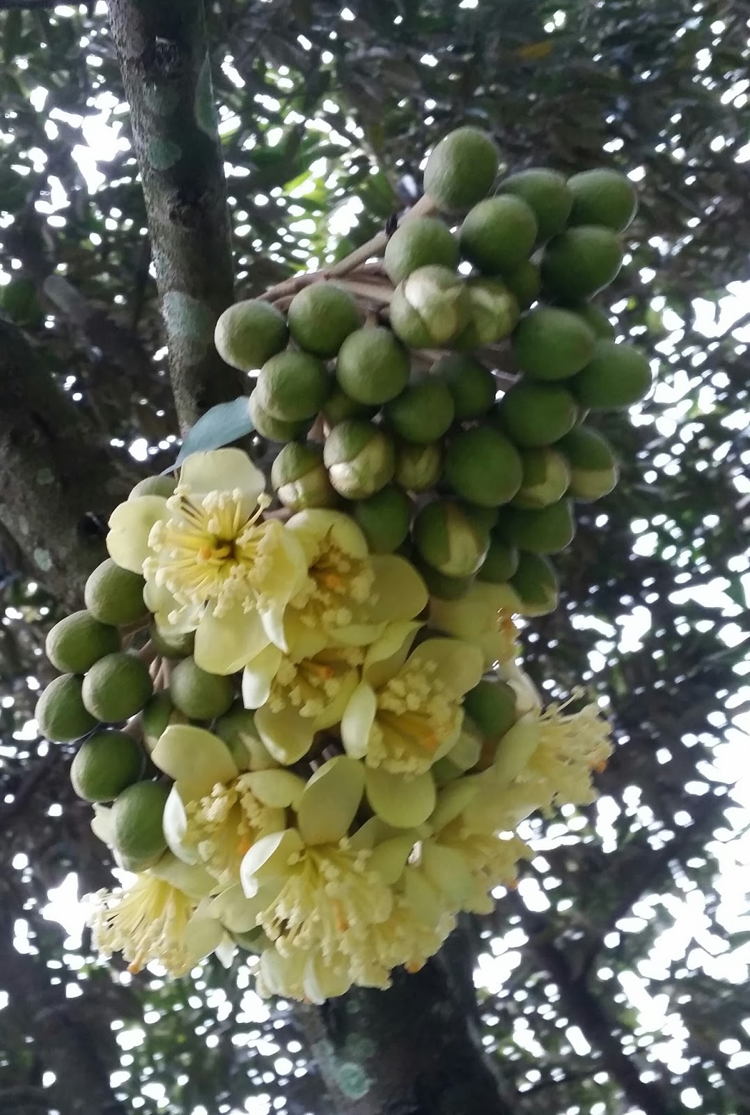 Warisan Petani: WW 19 : Bunga Durian