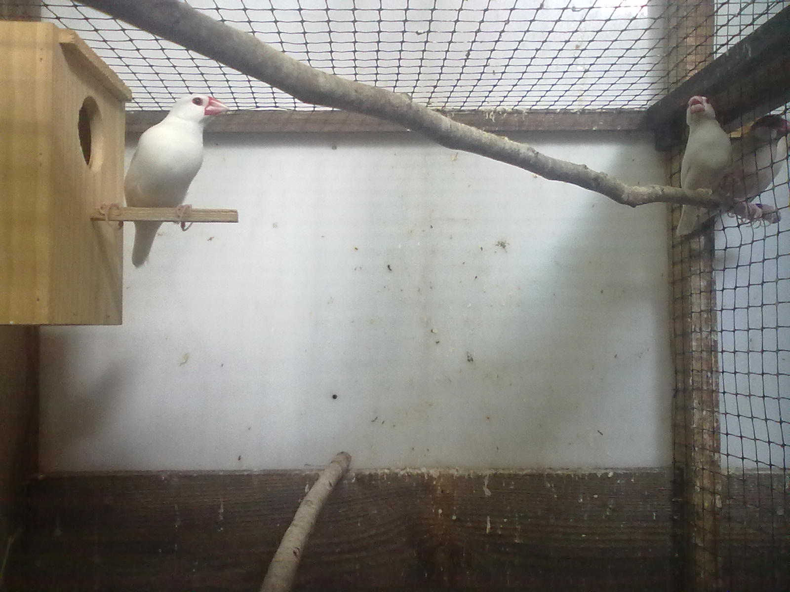 Exóticos do Luís - Braga: As minhas aves