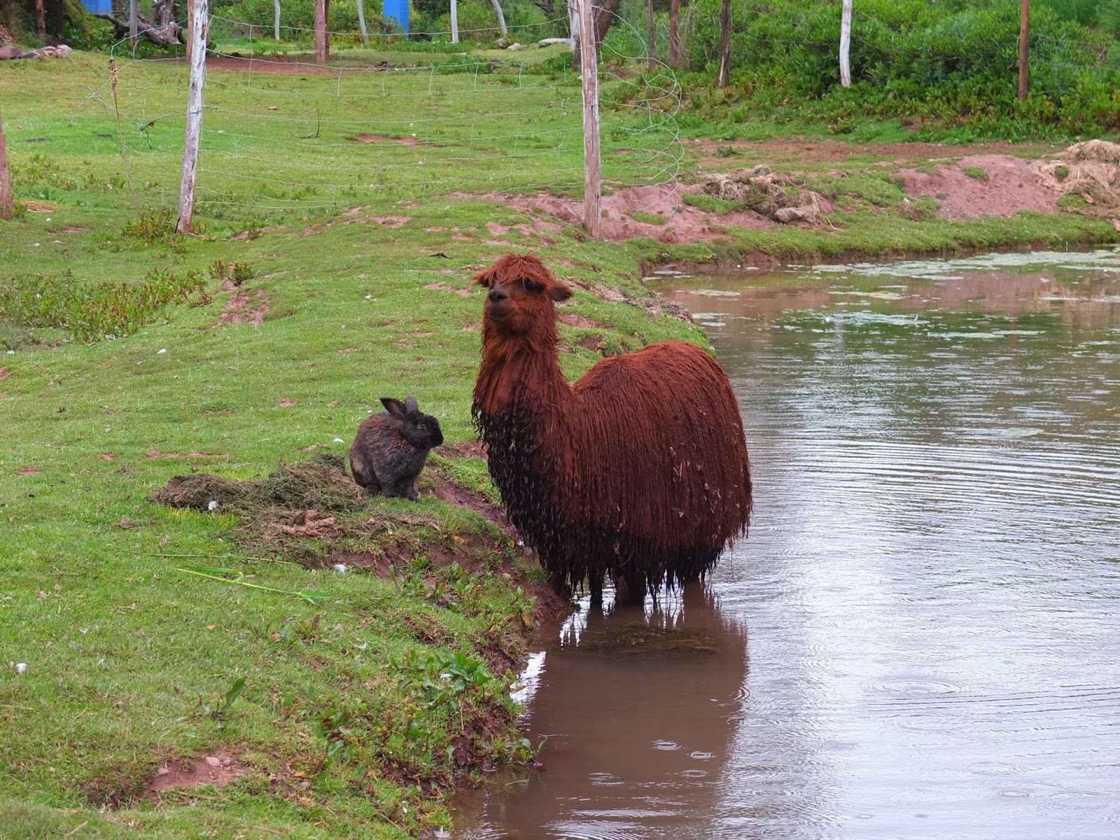 Brian's Travels: Santuario Animal de Cochahuasi