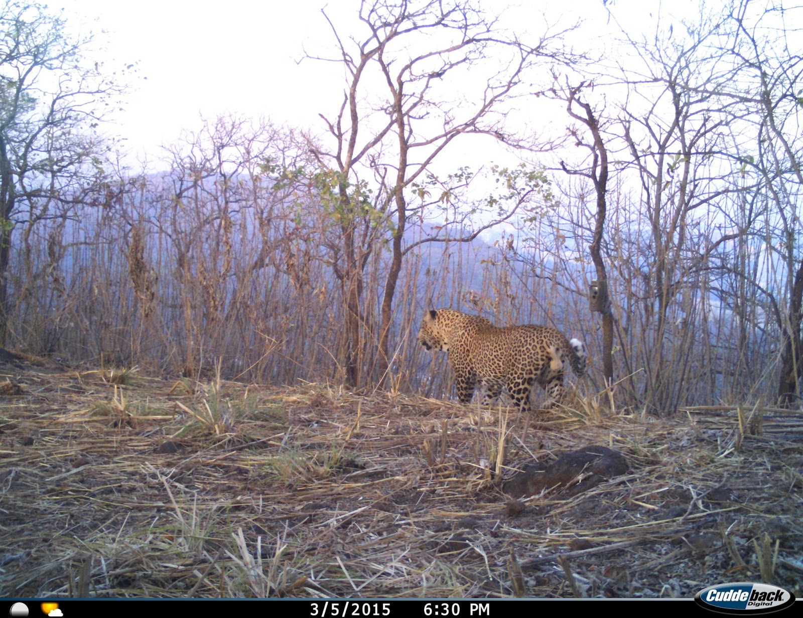 mytravelfootprints: Nikit Surve - the Scatman! Disecting and studying ...