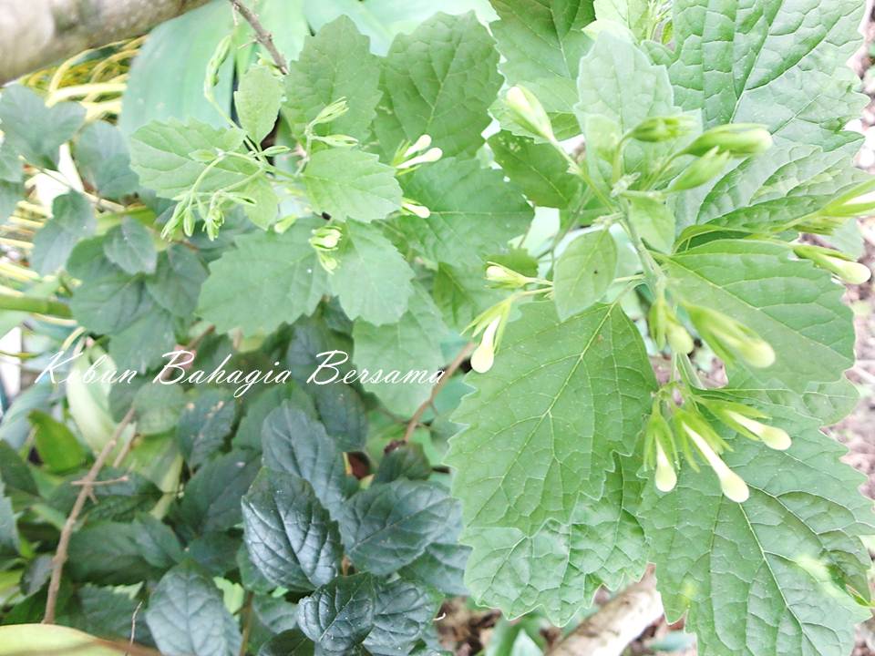 Kebun Bahagia Bersama: White Butterfly (Clerodendrum calamitosum)