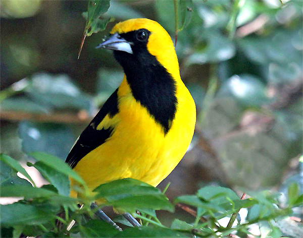 Bellas Aves de El Salvador: Icterus chrysater (chiltota de espalda ...