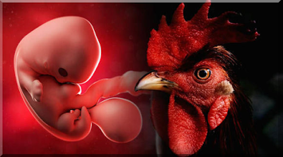 CHILDREN OF THE MOST HIGH GOD : Half Human – Half Chicken Abomination ...