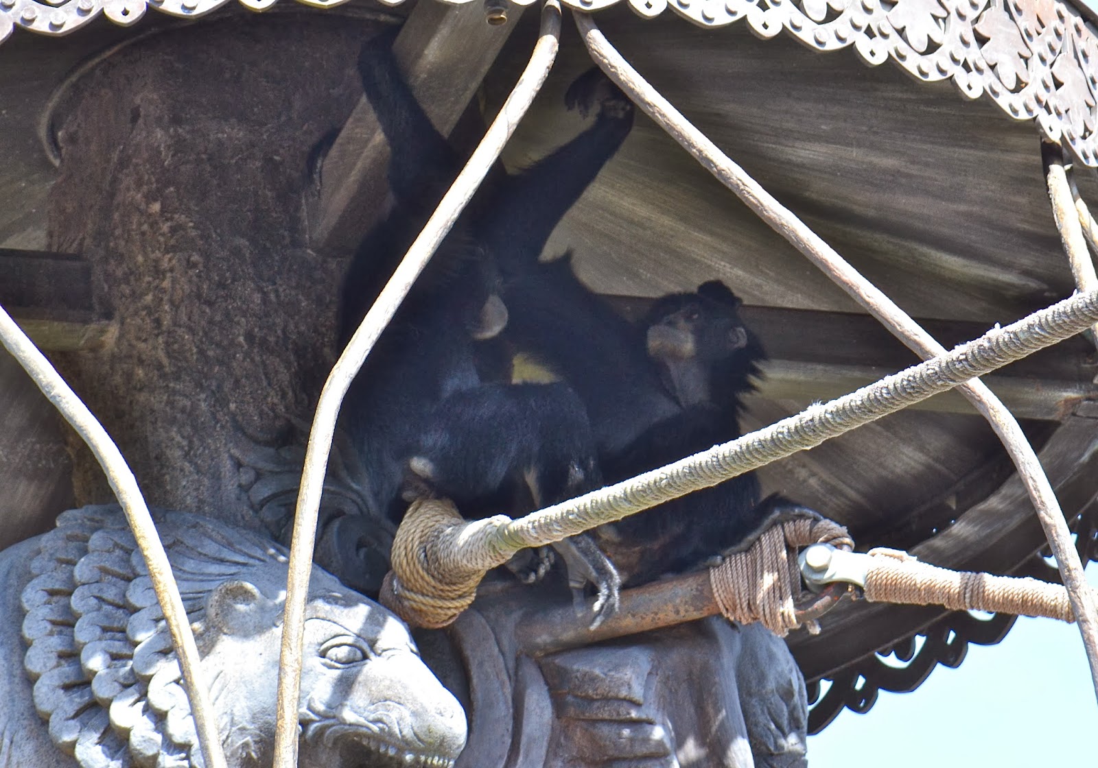 Safari Mike: Siamang