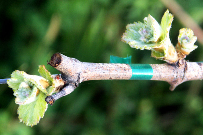 Kitchak Cellars - THE WINE MAKER'S WATCH: Budbreak - April 1 - On to a ...