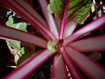 Vitamins With Flavor: The Benefits of Turmeric (Olena root)