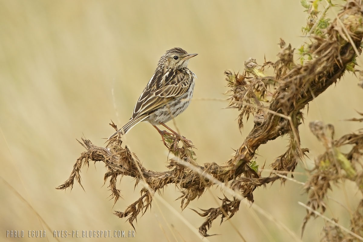mis fotos de aves: Anthus correndera Cachirla Goteada Correndera Pipit