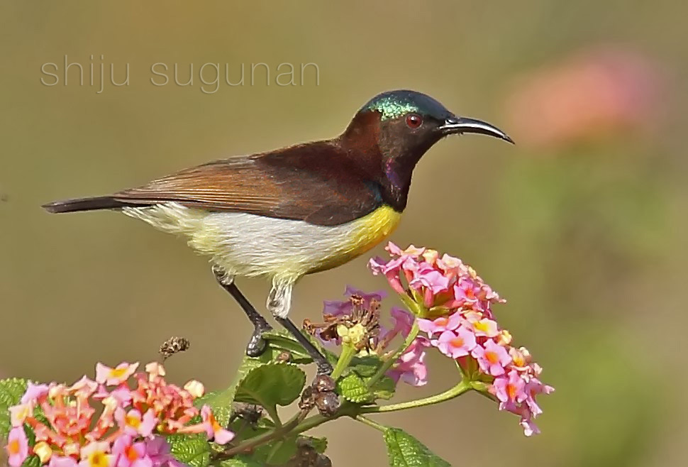 Cranium Bolts: Birding at Hennagara lake