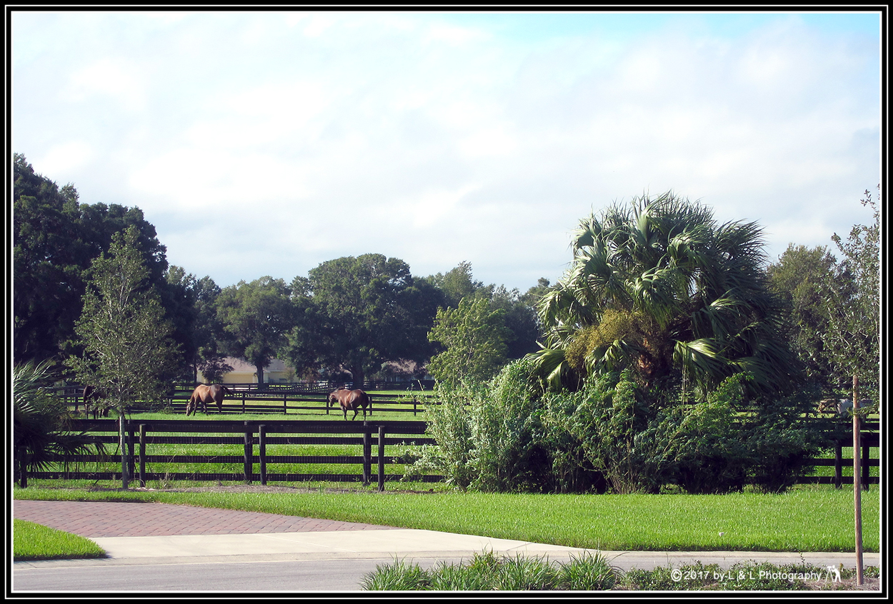 Ocala, Central Florida & Beyond: Horse Farm Territory