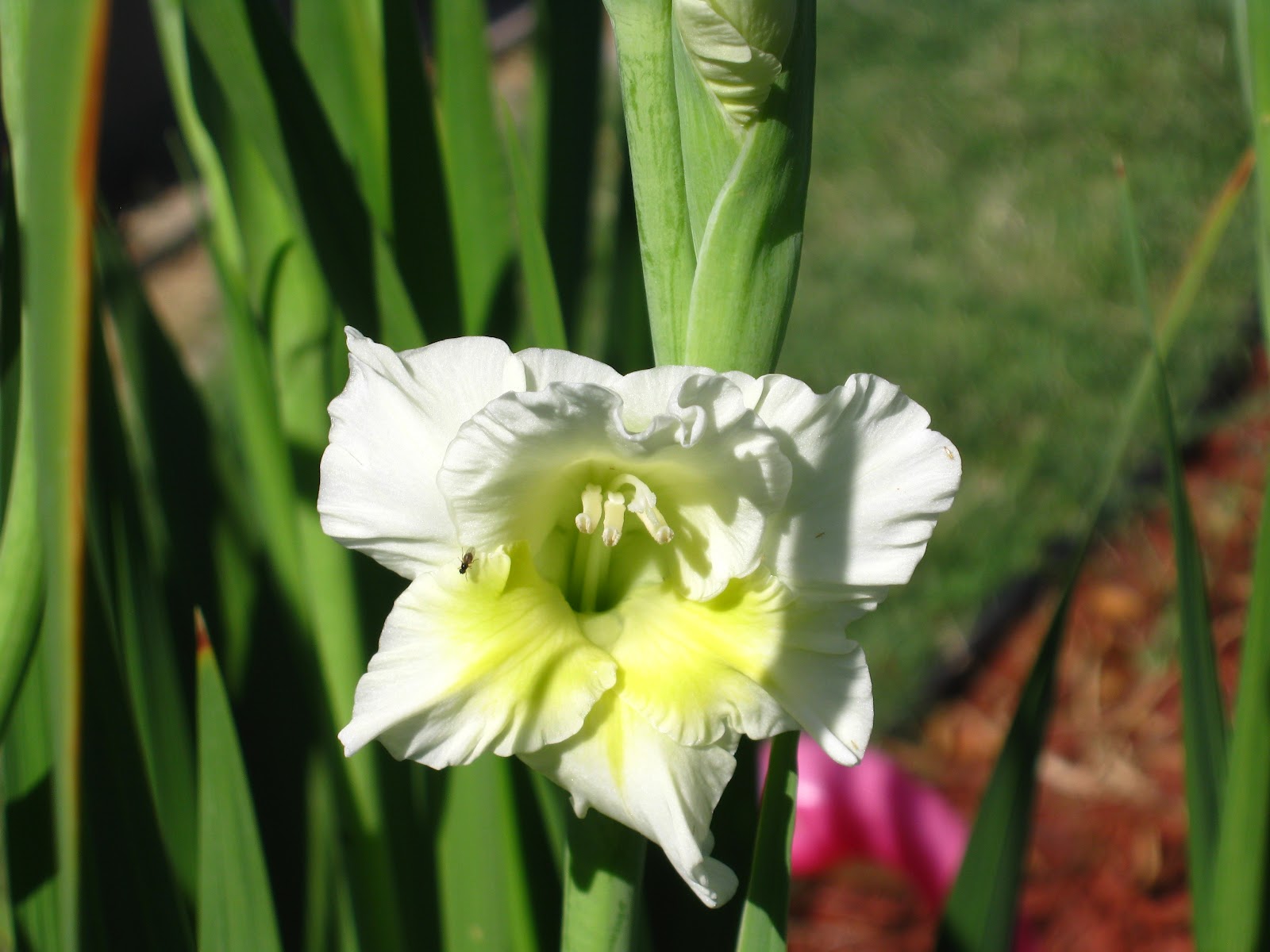 Mr. B's Garden: Gladioli are busting out all over
