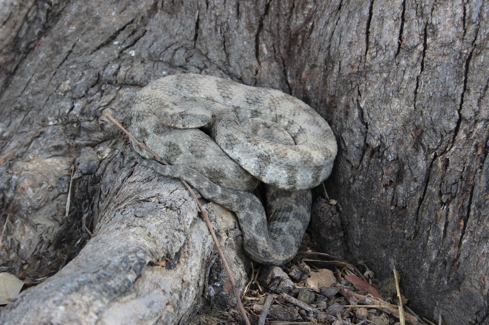 Ερπετά και αμφίβια της Κύπρου - Reptiles and amphibians of Cyprus by ...