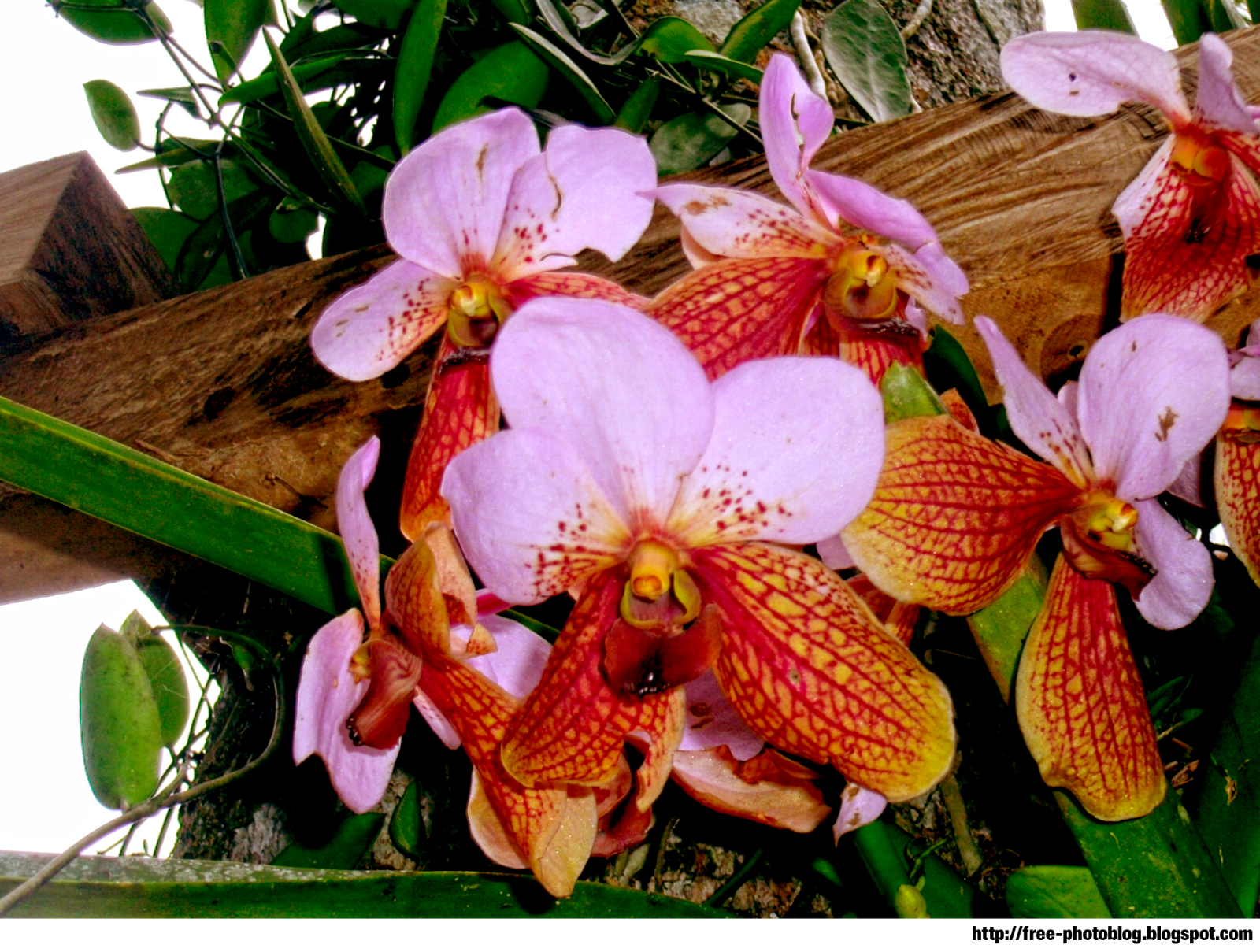 FREE Photo Blog: December 2013