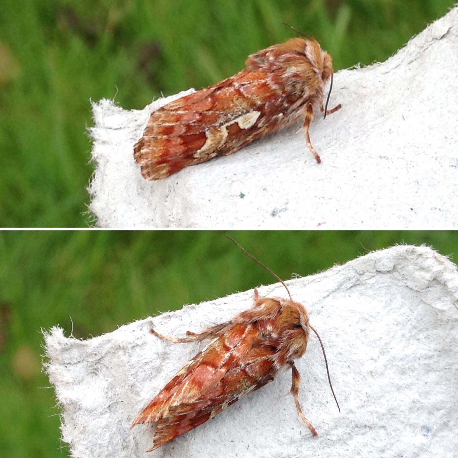 Martin's Moths: The Flying Prawn