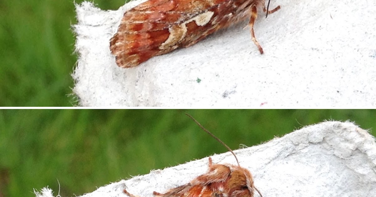 Martin's Moths: The Flying Prawn