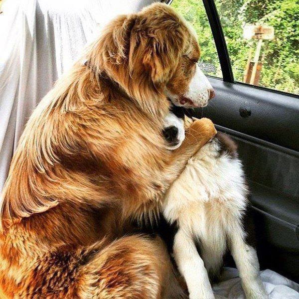 Morably — Dogs Love Each Other More Than Humans - 20 photos