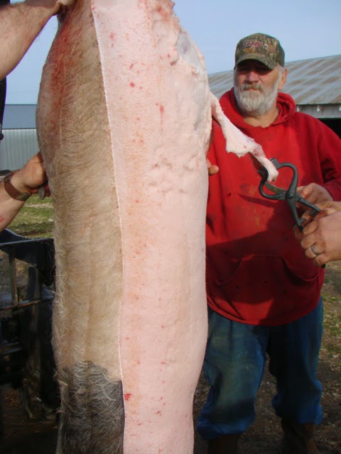 Modern Missouri Pioneers: Pork Butchering 2015