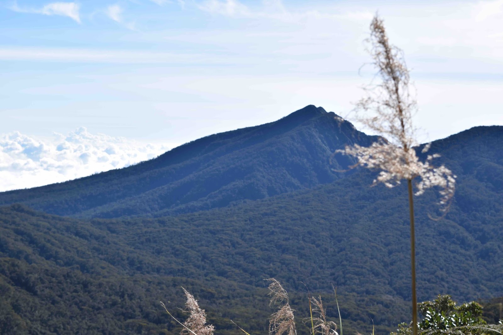 Stuart Marsden's Conservation Research Group: Philippines protected ...