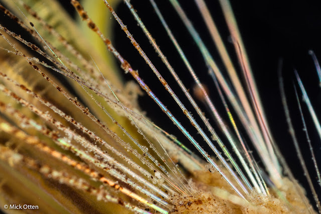 Mick's marine biology: Pherusa plumosa - a short study of the plume worm