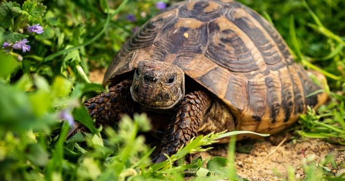 Tortugas en peligro de extinción.