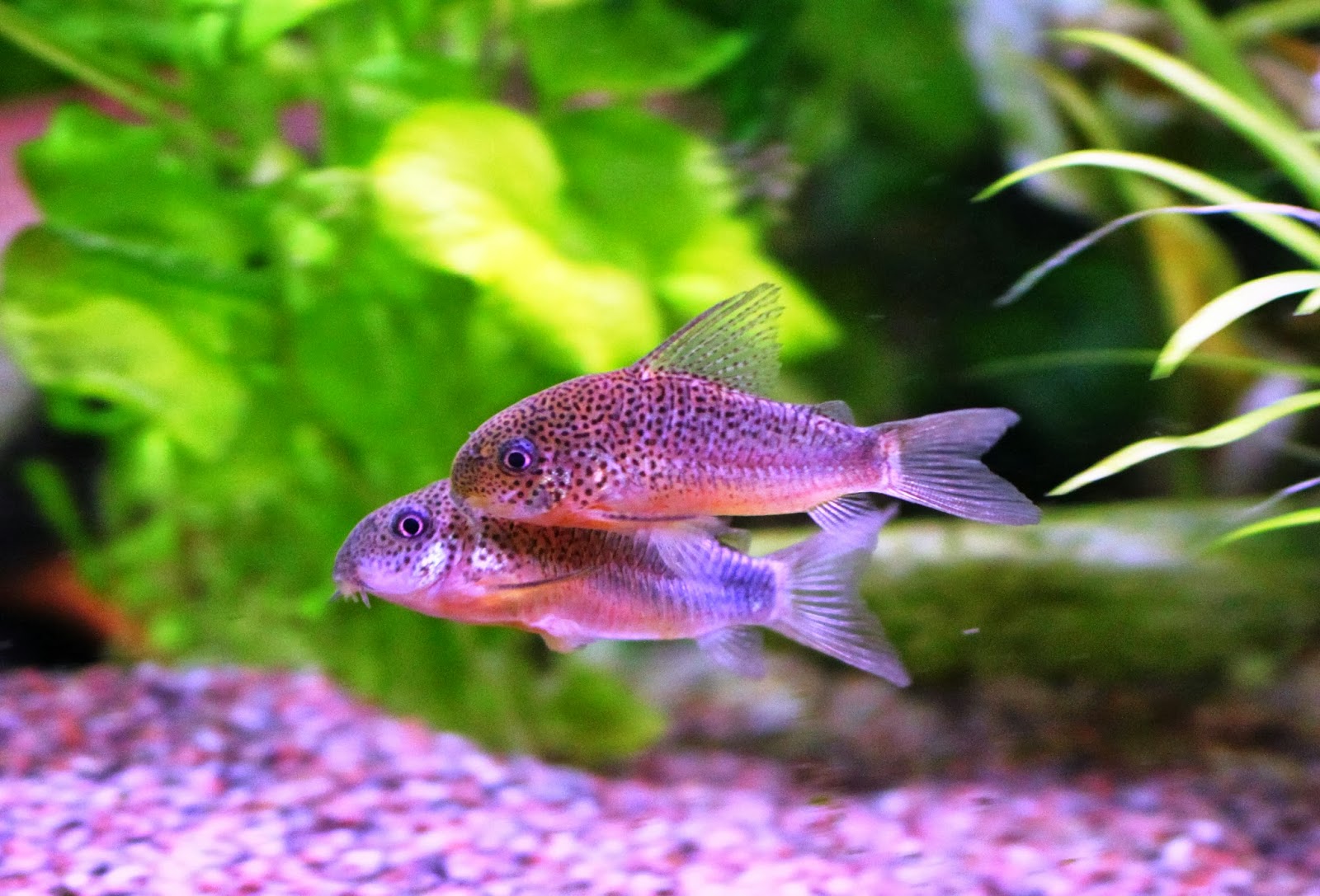 Choose The Right Aquarium Fish Food